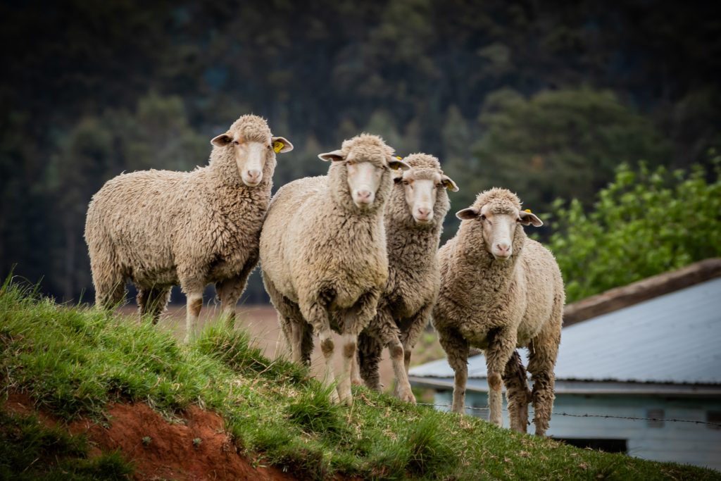 Weaving the thread between nature and fashion - H&M Group